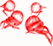 Mitite family - Pikmin Fanon
